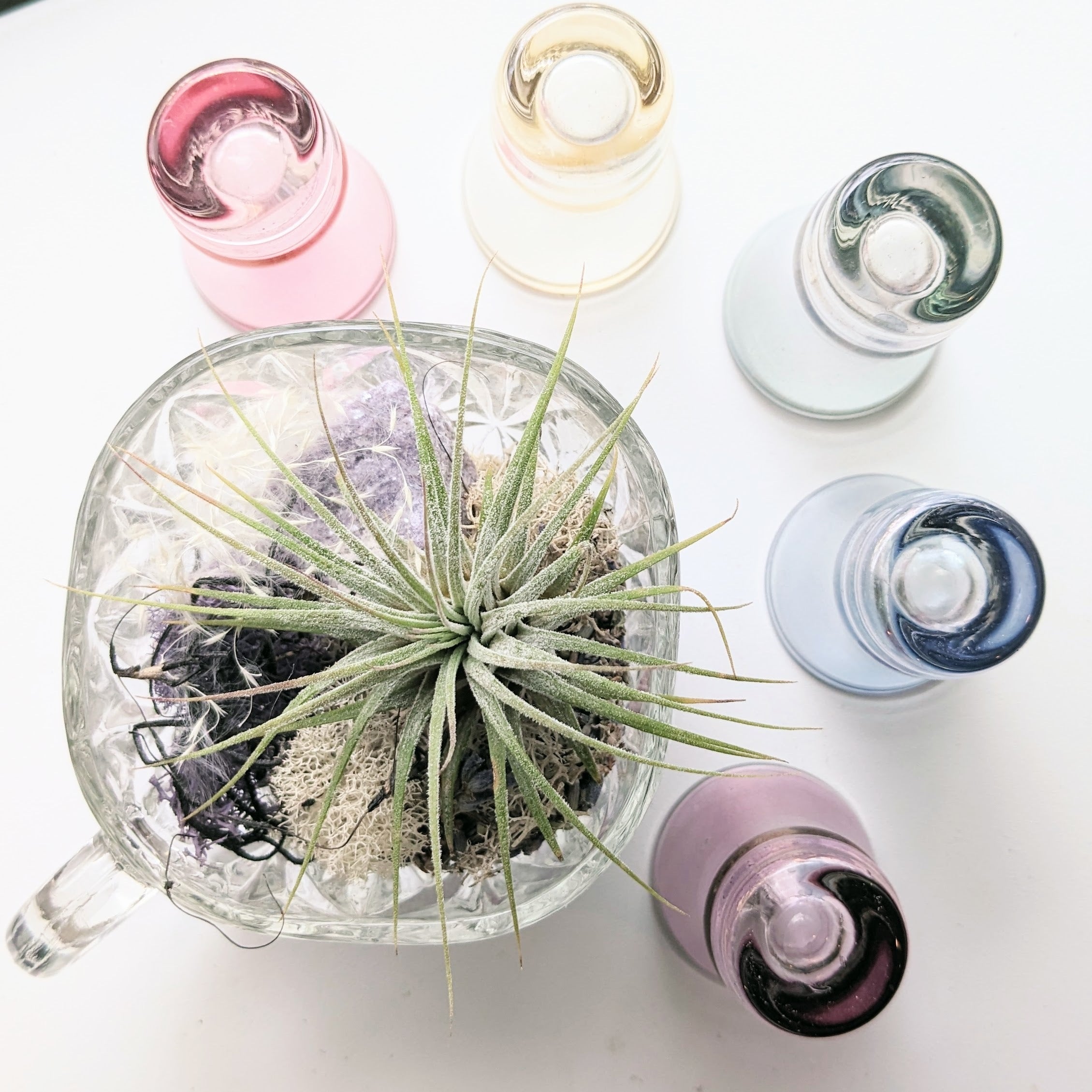 Color Theory Collection | Sunbeam Air Plants