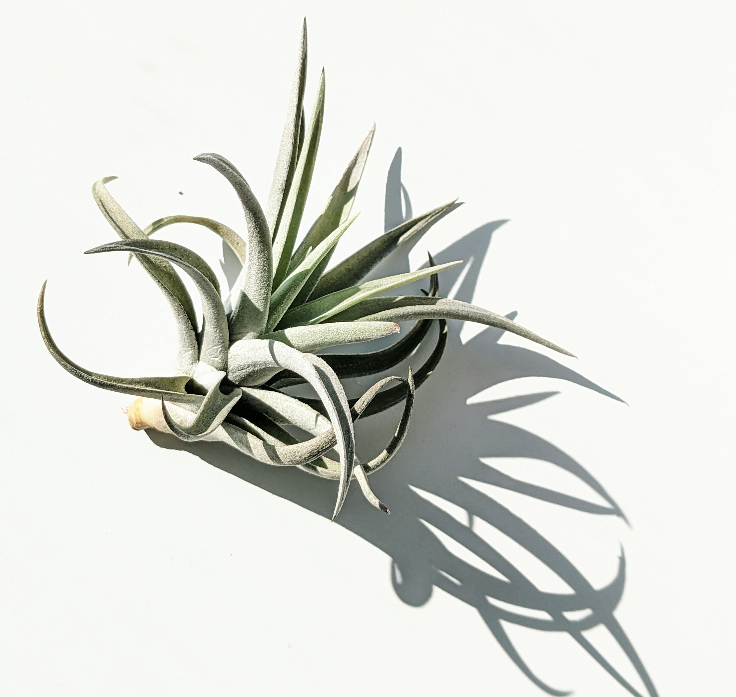 Harrissi | Sunbeam Air Plants